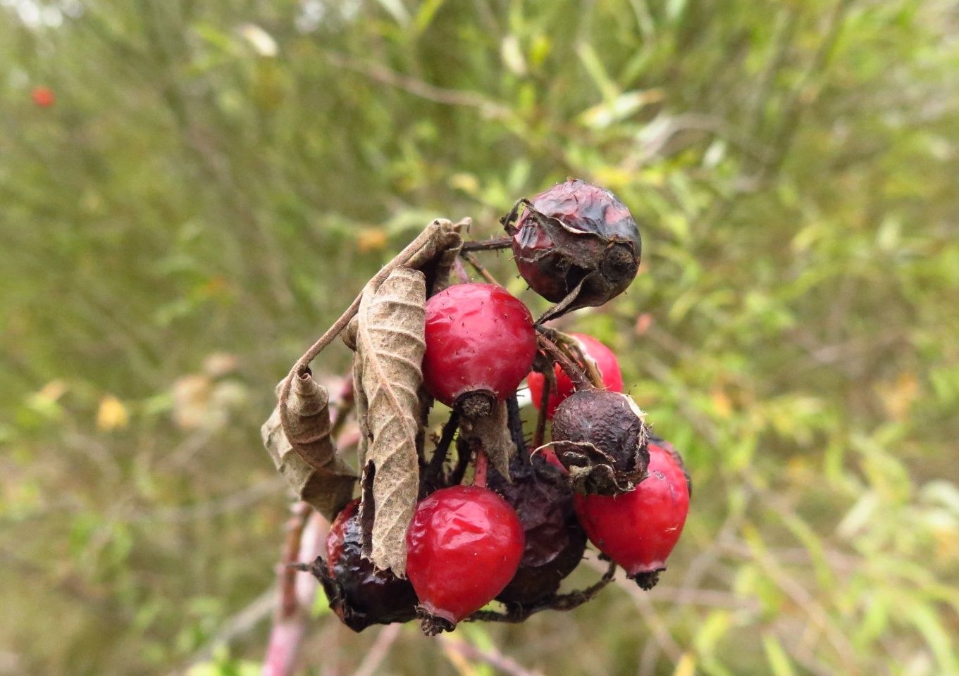 Le cynorhodon - La nature en Lorraine au fil des saisons