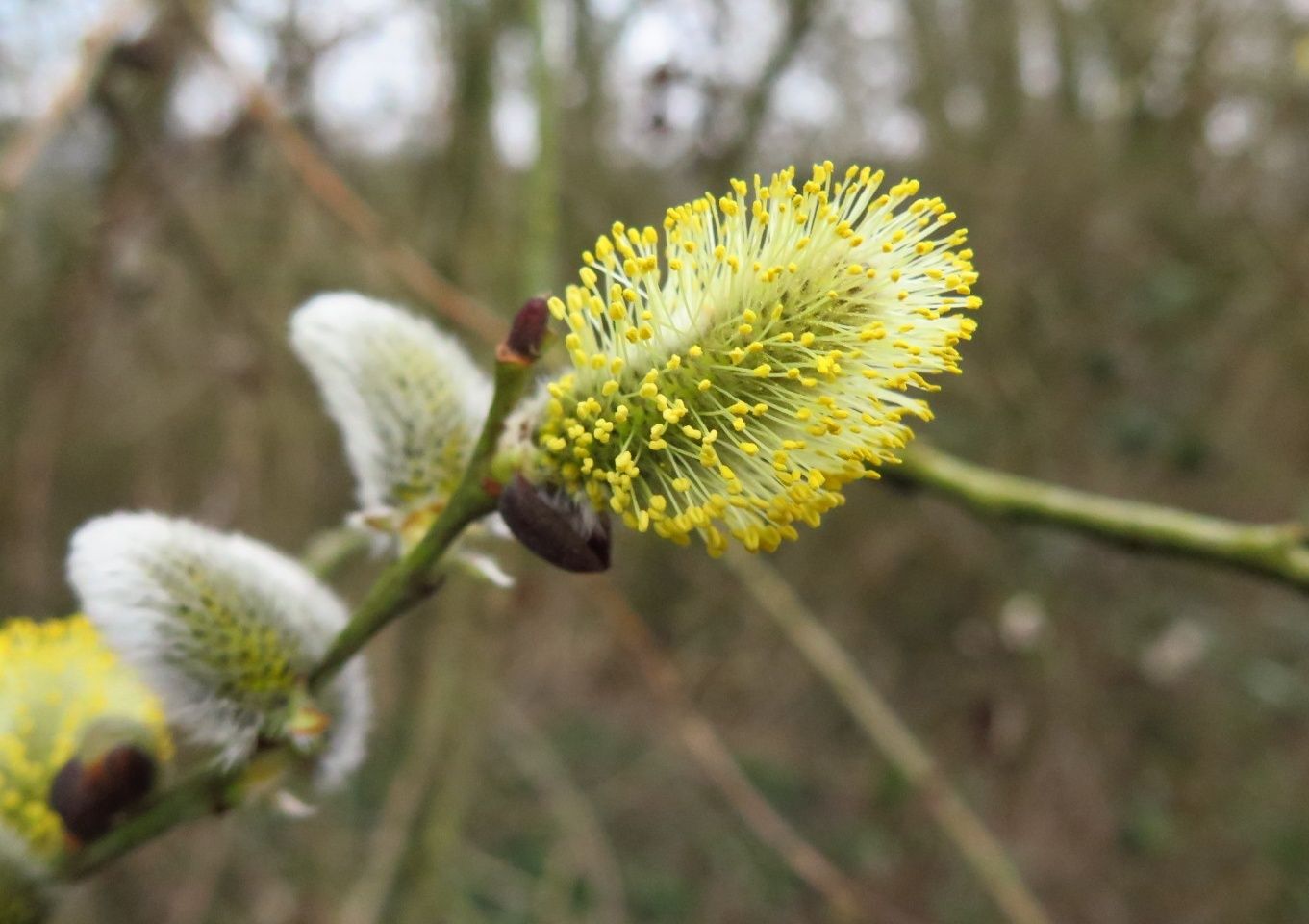 Chatons de saule marsault ( Salix caprea ) - La nature en Lorraine au ...