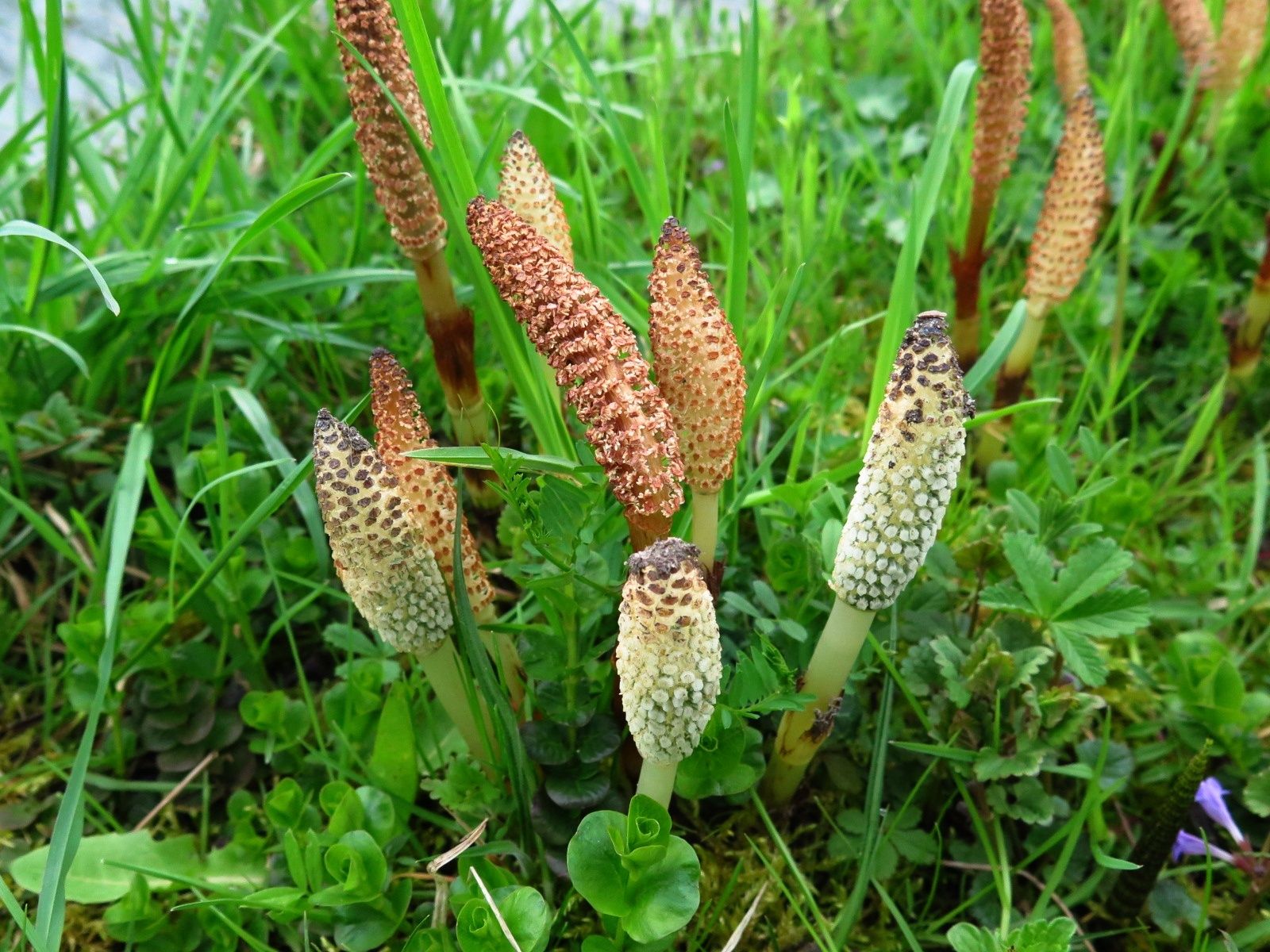 Grande prêle ( Equisetum maximum) - La nature en Lorraine au fil des ...