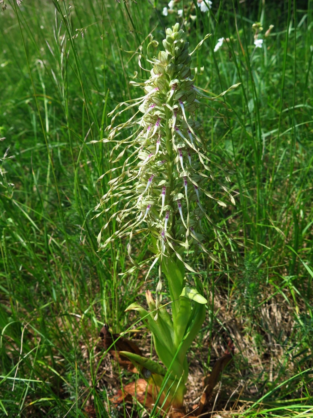 Orchidées sauvages - La nature en Lorraine au fil des saisons