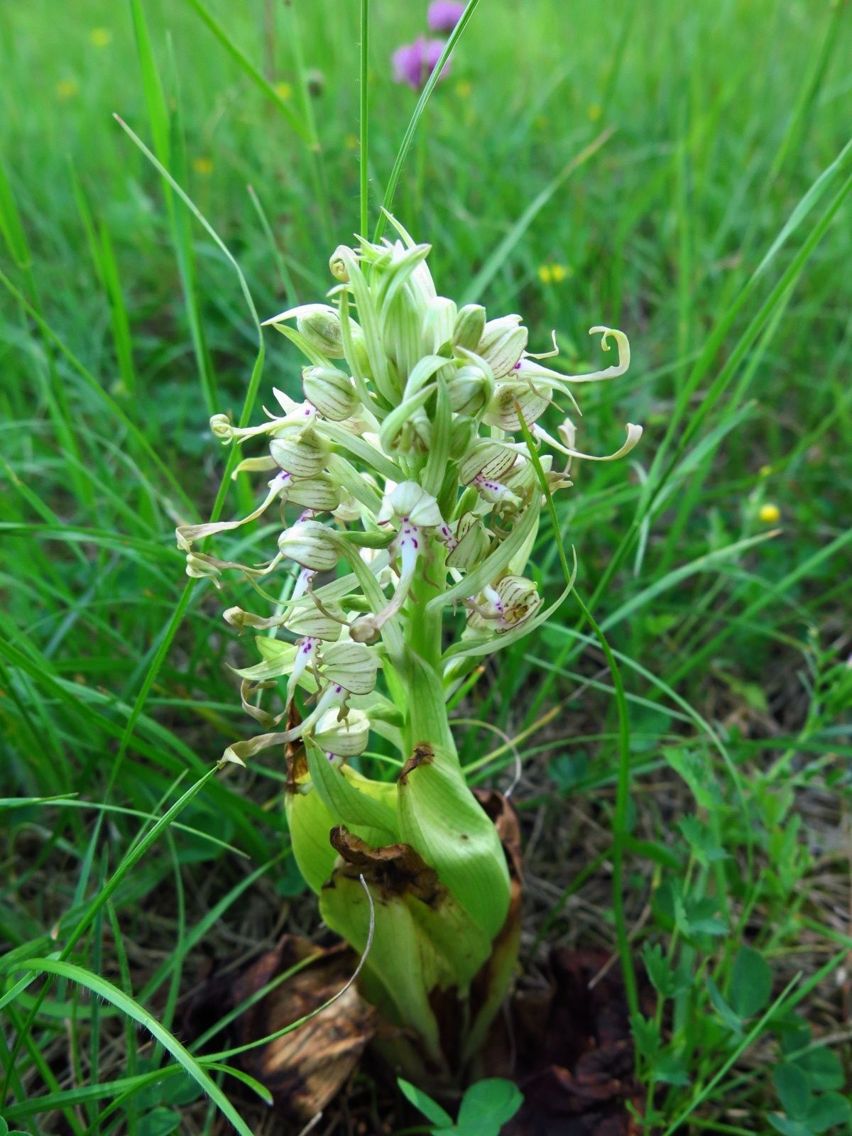 Orchidées sauvages - La nature en Lorraine au fil des saisons