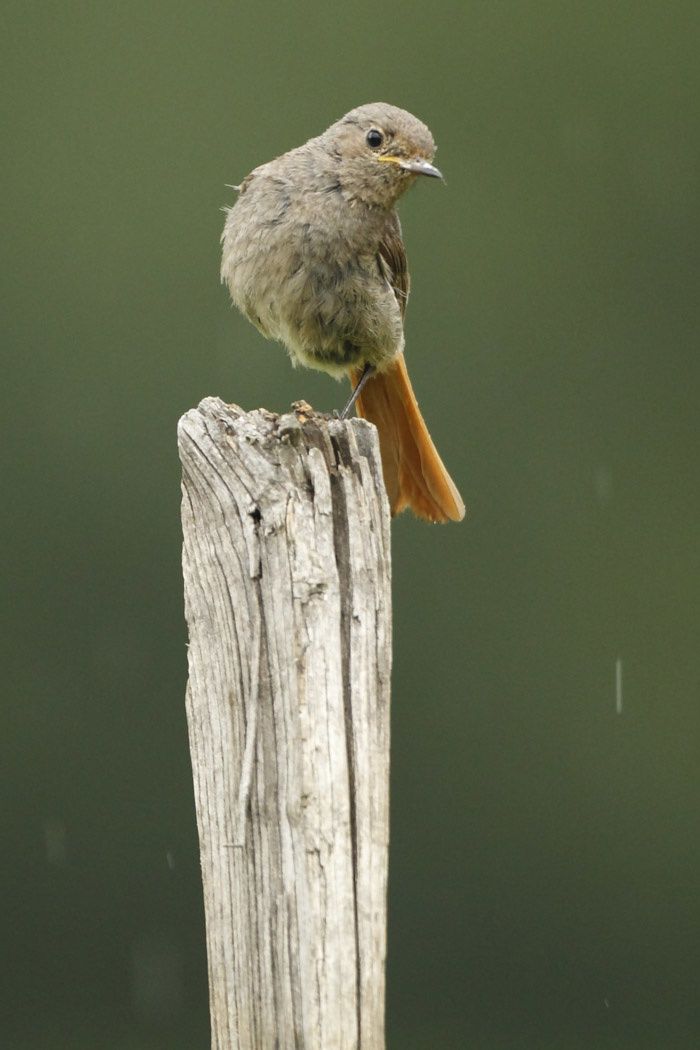 isere - Bétails de min coin