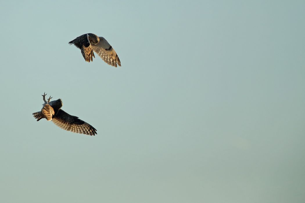 Hibou des marais (Hauts-de-France) - Bétails de min coin