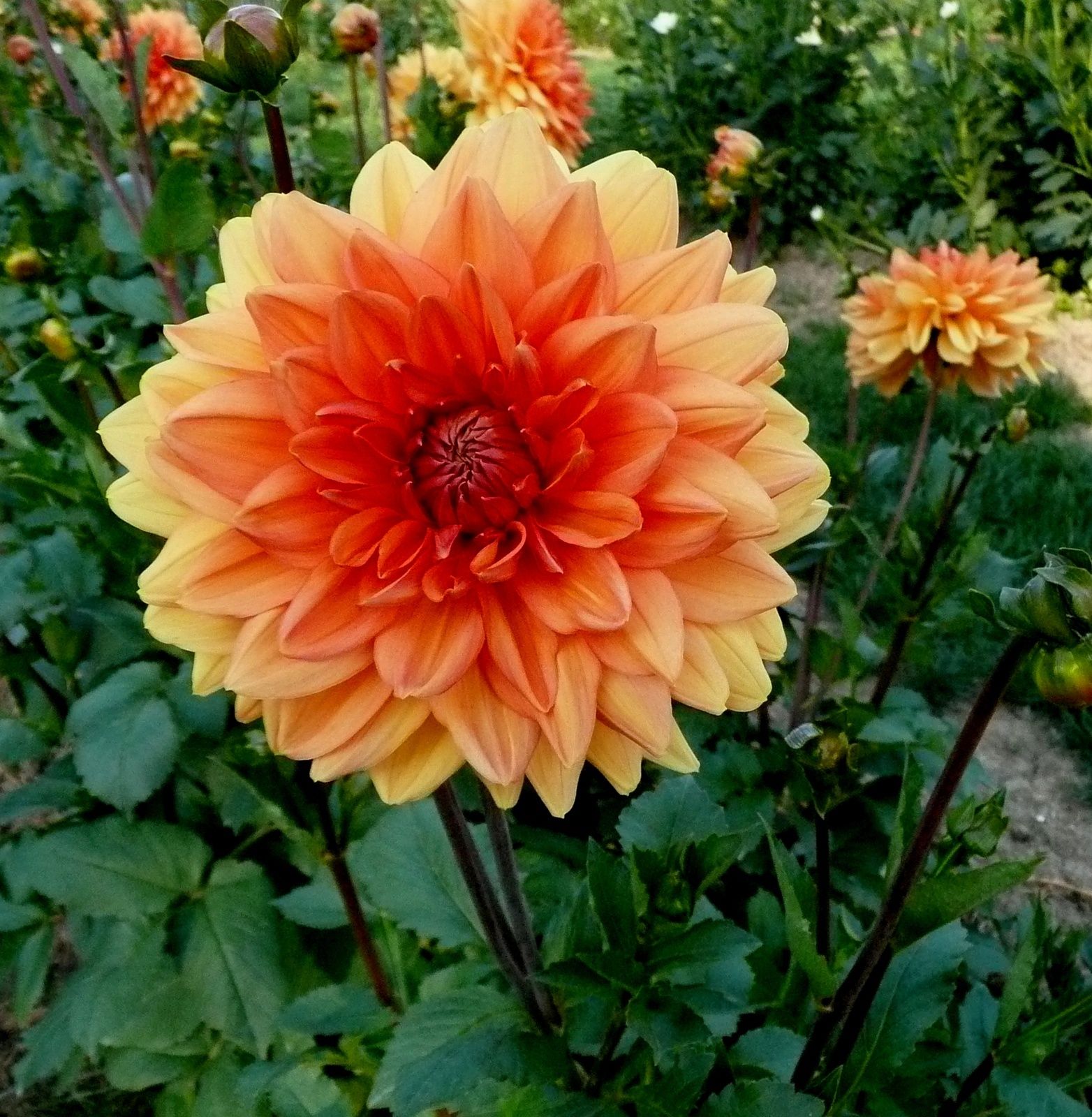 LE JEU DES 12 FLEURS CHEZ NADINE. - Le blog de broderie.titoune.over ...