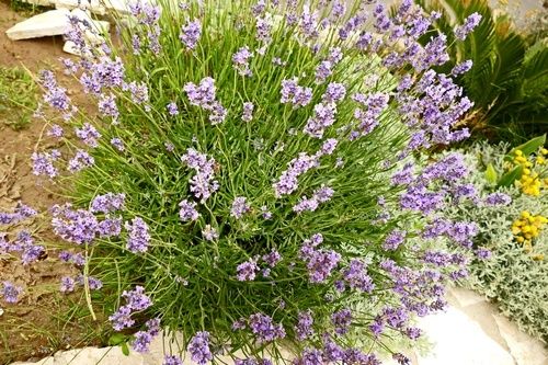 Les fleurs du bord de mer . - Le blog de lesvoyagesetmoi