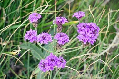 Les fleurs du bord de mer . - Le blog de lesvoyagesetmoi