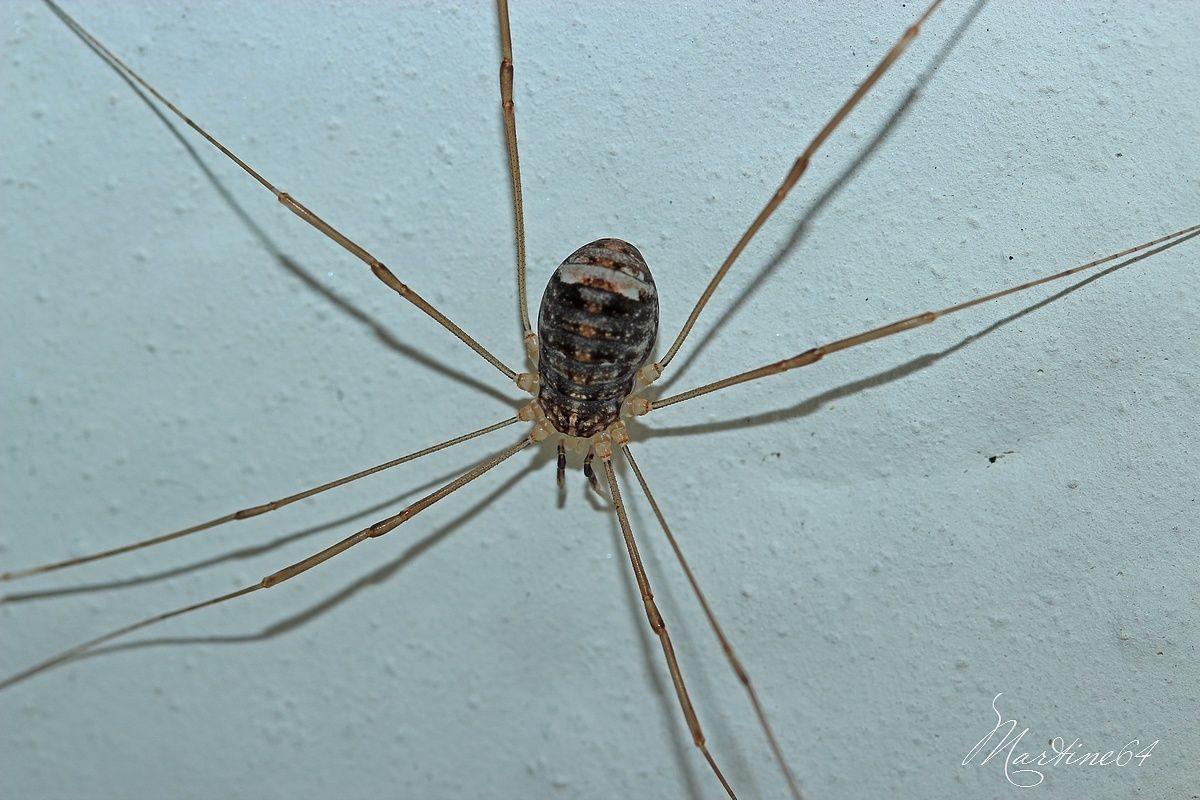 Opilion - Martine64
