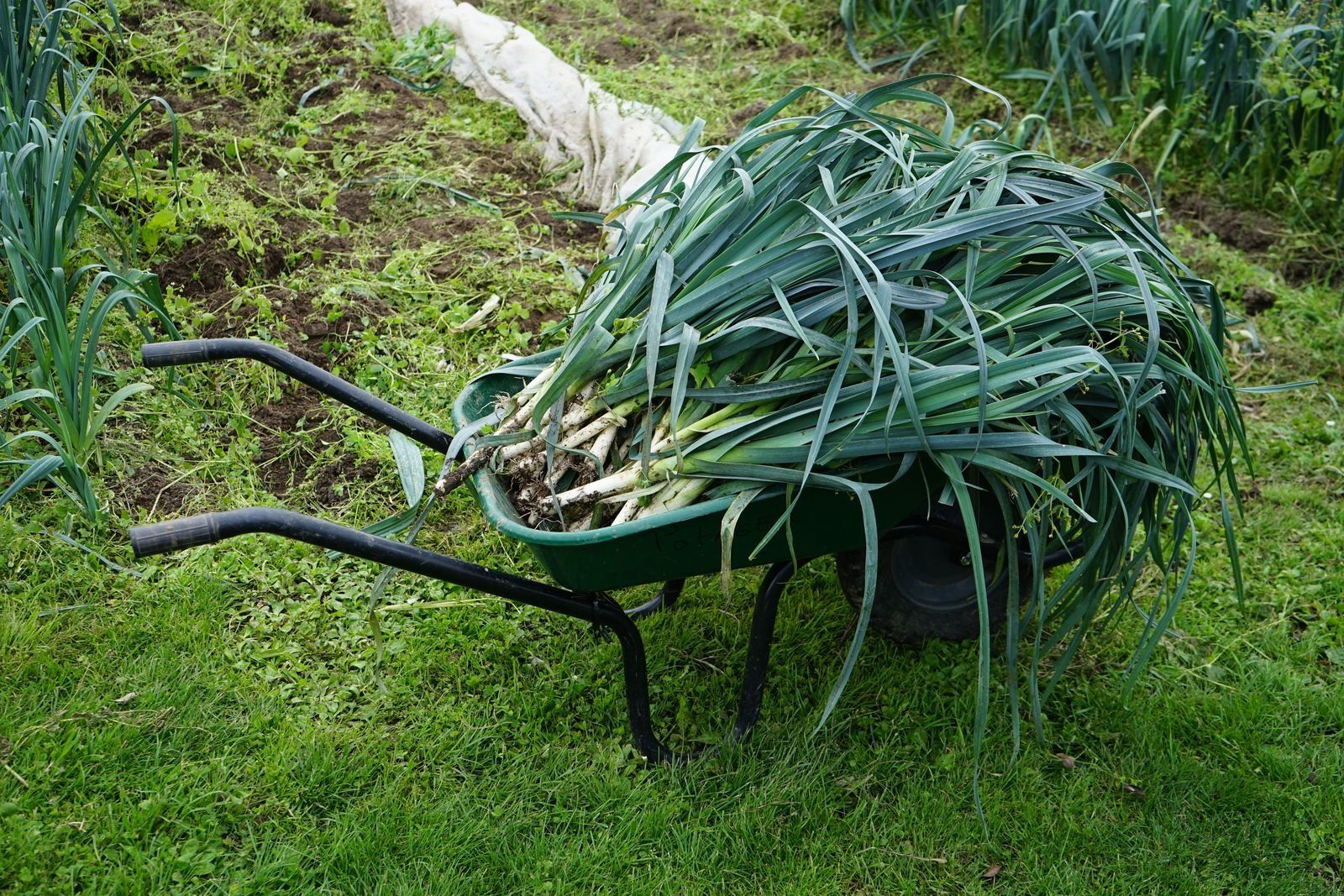 Un brouet de poireaux ? - Domaine de Versailles : Un jour, une photo ...