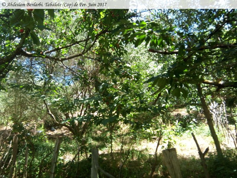 Vagues...Ramadan 2017 dans le massif de Collo (5): Tamanar & Cap ...