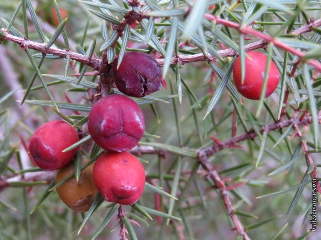 Le cade en Provence - Dans la Bulle de Manou