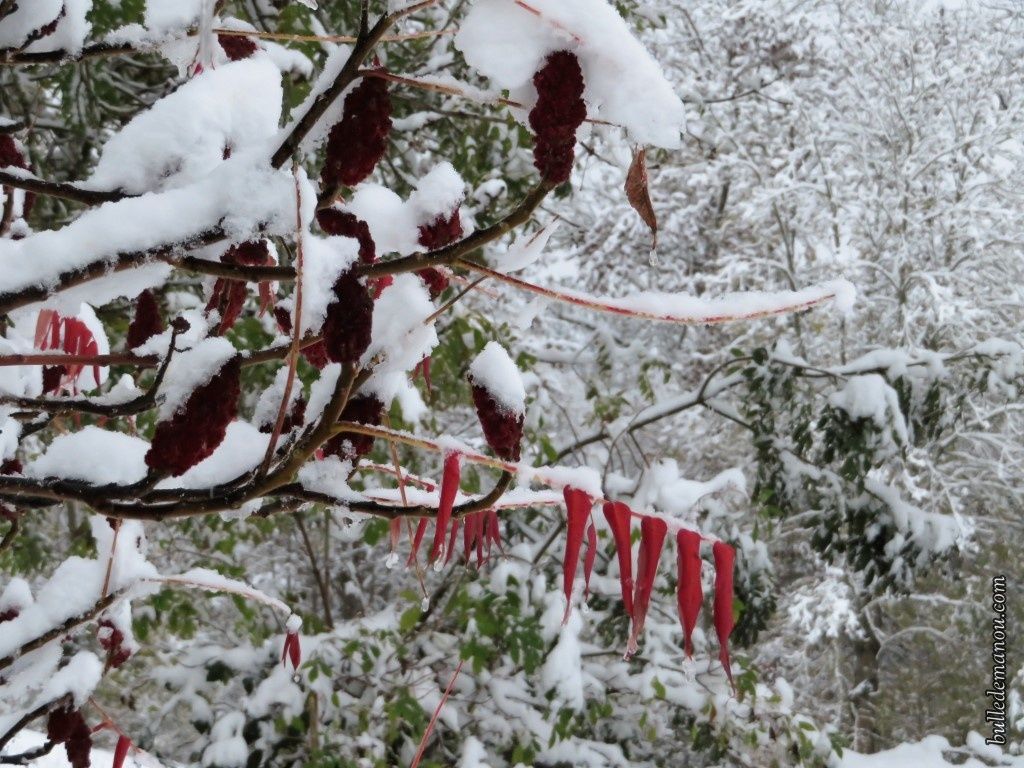 Neige en automne en Haute-Loire ! - Dans la Bulle de Manou