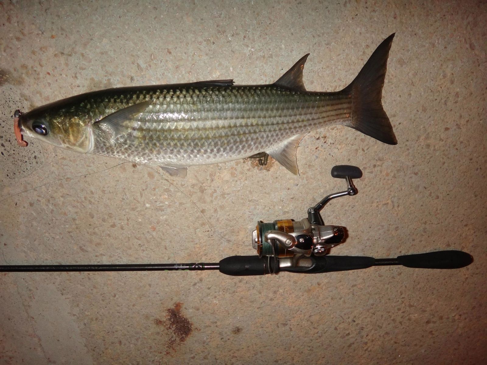 Mulet lippu - Le blog de rockfishing-game