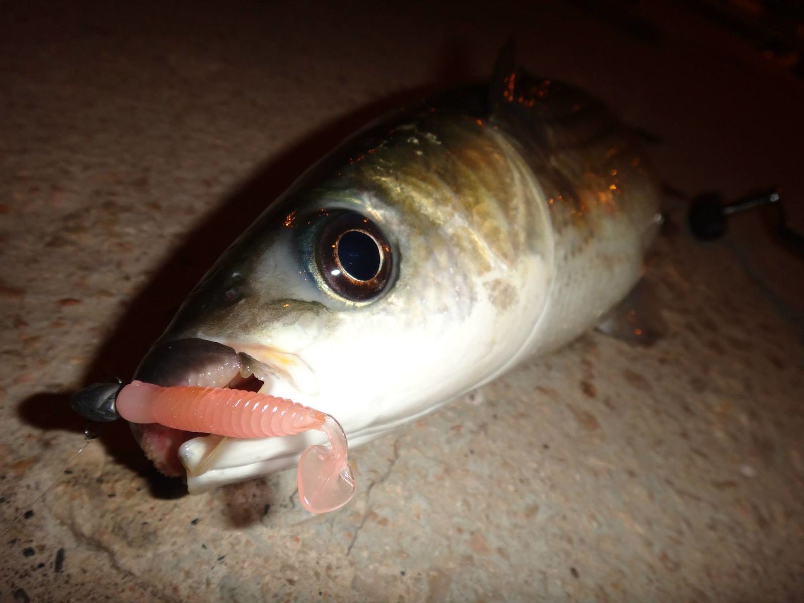 Mulet lippu - Le blog de rockfishing-game