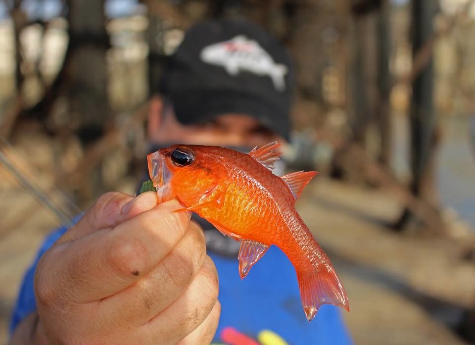 rascasse rouge rockfishing - Le blog de rockfishing-game