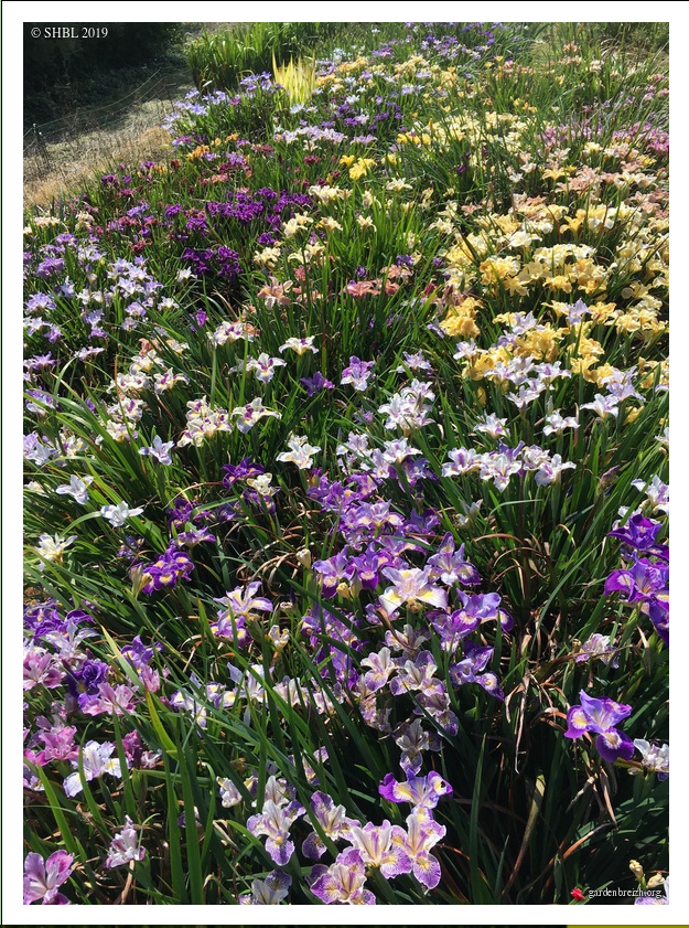 La Société d'Horticulture du Bas-Léon en visite aux Iris de la Baie à St Pol de léon - Société d ...