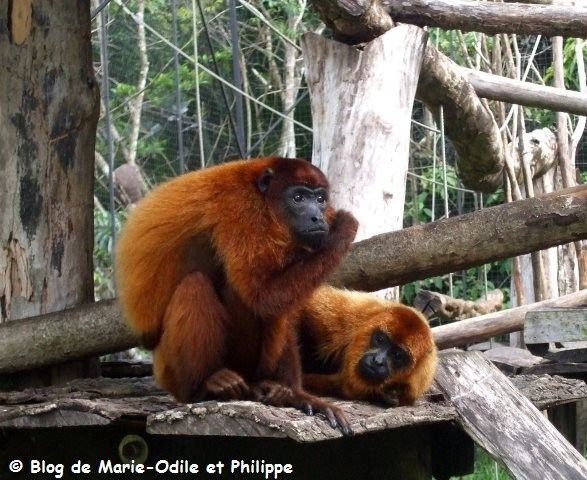 Le singe Hurleur roux de Guyane (Alouatta macconnelli) - Marie-Odile et ...