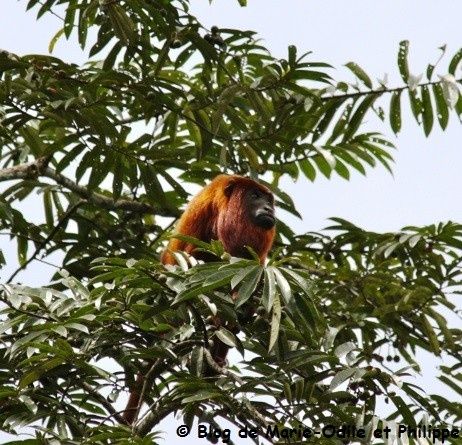 Le singe Hurleur roux de Guyane (Alouatta macconnelli) - Marie-Odile et ...