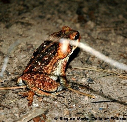 Qu'avez-vous dit : Crapaud buffle ou crapaud boeuf (Rhinella marina ...