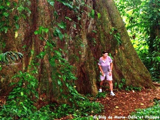 L'arbre Fromager ou kapokier (Ceiba pentandra) - Marie-Odile et Philippe