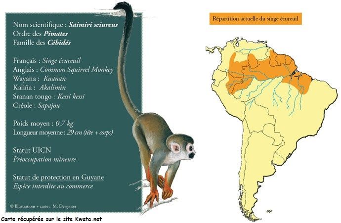 Le singe écureuil ou Saïmiri (Saimiri sciureus) - Marie-Odile et Philippe