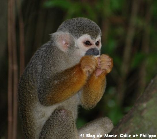 Le singe écureuil ou Saïmiri (Saimiri sciureus) - Marie-Odile et Philippe
