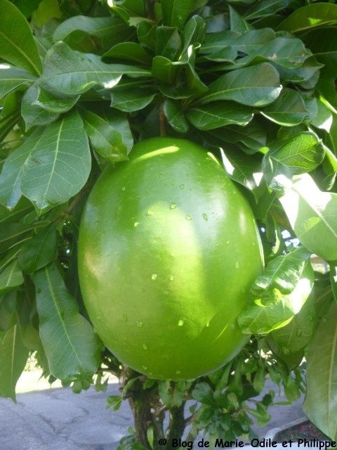 Le Calebassier (Crescentia cujete) - Marie-Odile et Philippe