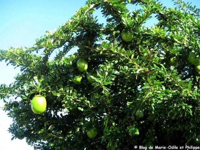 Le Calebassier (Crescentia cujete) - Marie-Odile et Philippe