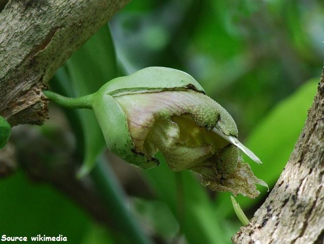 Le Calebassier (Crescentia cujete) - Marie-Odile et Philippe