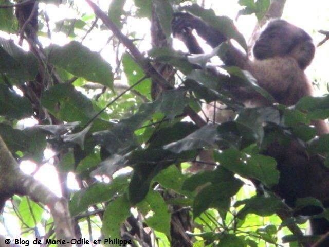 Le singe Capucin brun (Cebus apella) - Marie-Odile et Philippe
