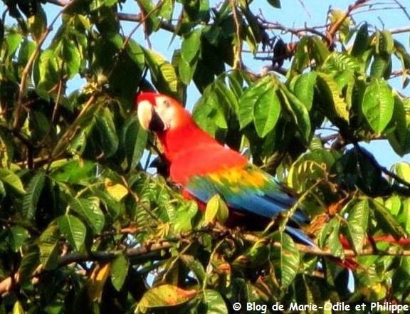 Ara rouge (ara macao) - Marie-Odile et Philippe