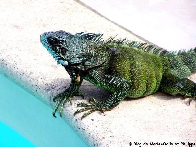 Notre iguane se balade autour de la piscine - Marie-Odile et Philippe