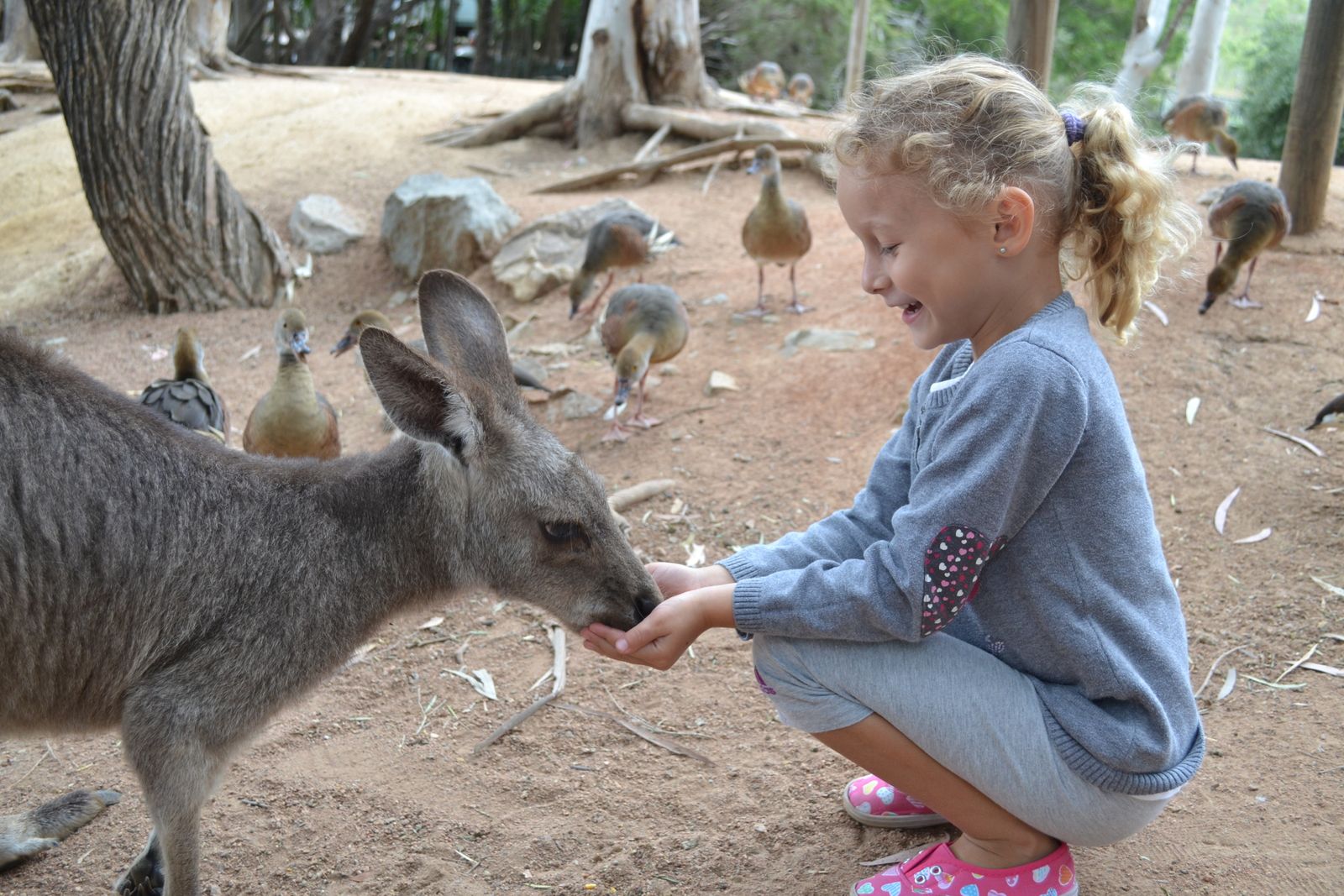 Townsville suite - Australie - La Semet family en Polynésie