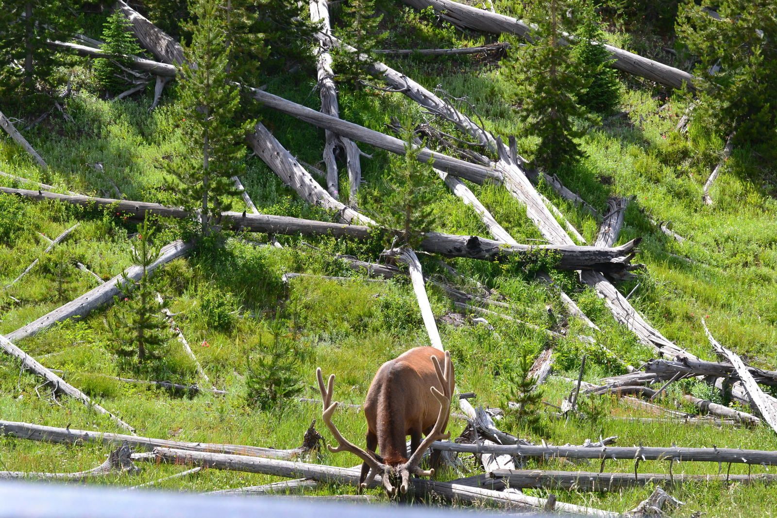 Yellowstone - 1 - La Semet family en Polynésie