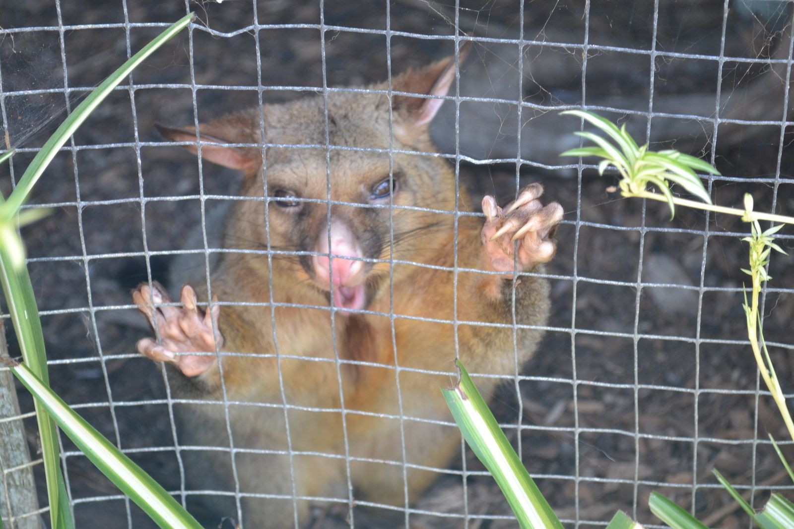 Coromandel - 2 - La Semet family en Polynésie