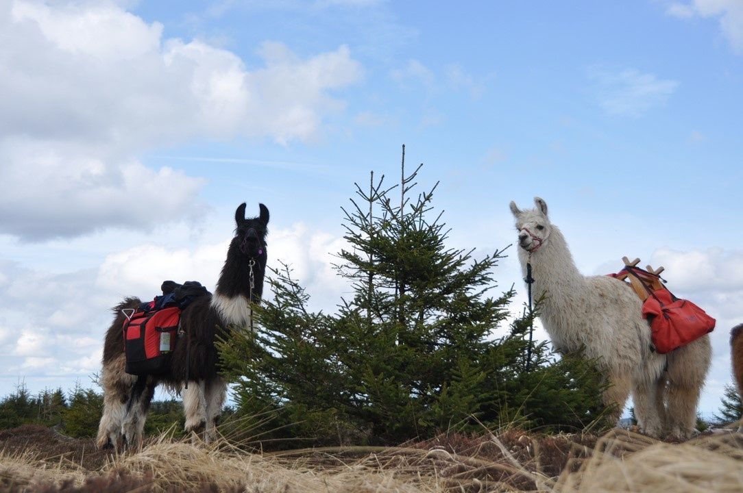 LES ROUGES TERRES et LES HAUTES RELEVEES - gigantesques et giboyeuses....
