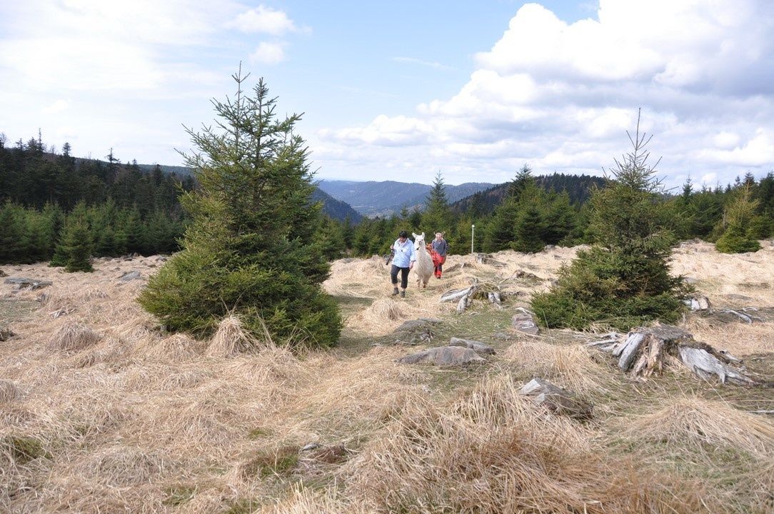 LES ROUGES TERRES et LES HAUTES RELEVEES - gigantesques et giboyeuses....