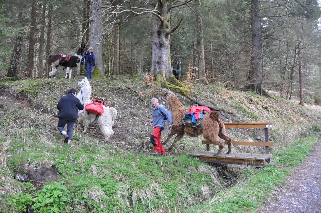LES ROUGES TERRES et LES HAUTES RELEVEES - gigantesques et giboyeuses....