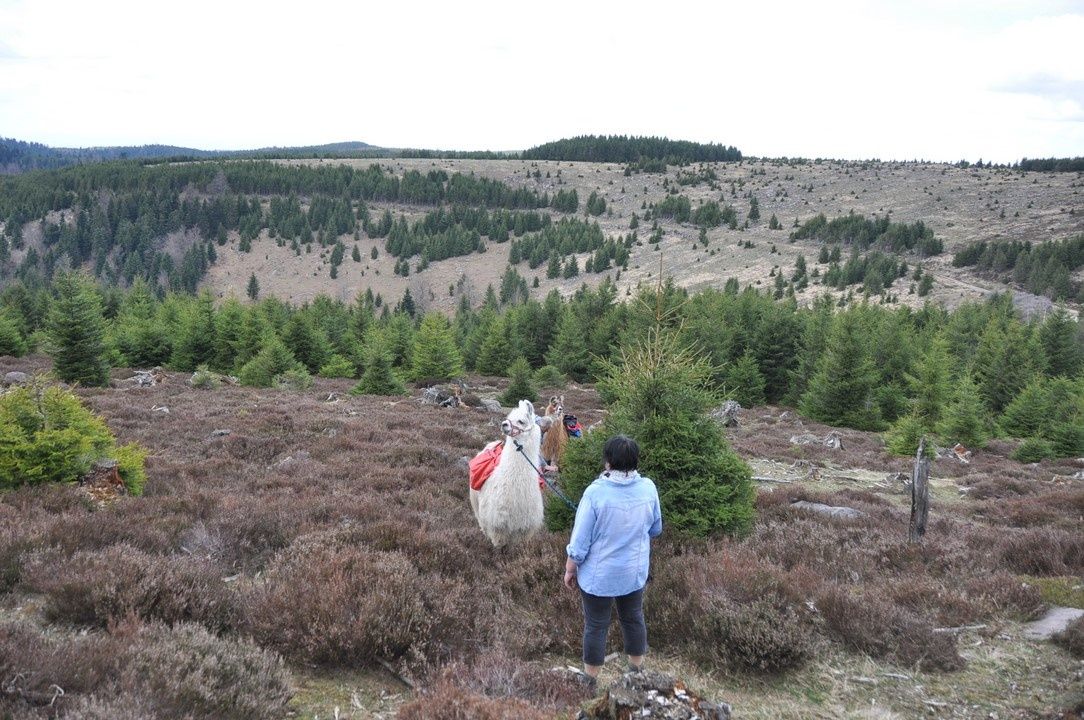 LES ROUGES TERRES et LES HAUTES RELEVEES - gigantesques et giboyeuses....