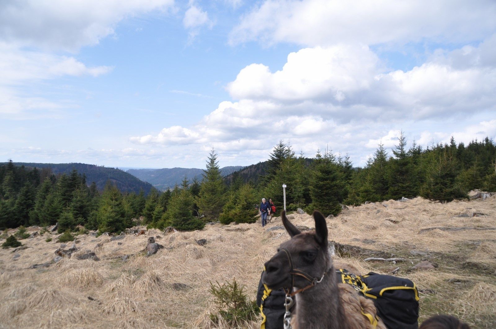 LES ROUGES TERRES et LES HAUTES RELEVEES - gigantesques et giboyeuses....