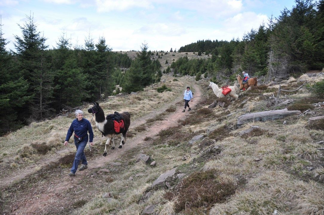 LES ROUGES TERRES et LES HAUTES RELEVEES - gigantesques et giboyeuses....