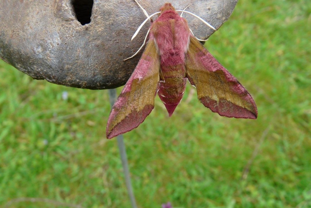 SPHINX de la Vigne et SPHINX du Tilleul