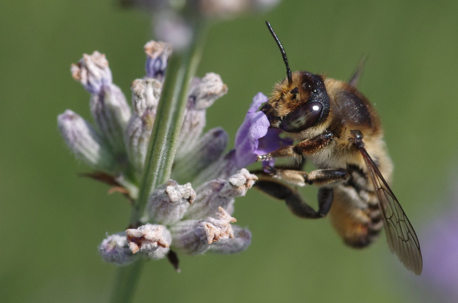 Butiner - PHOTOSENIMAGES