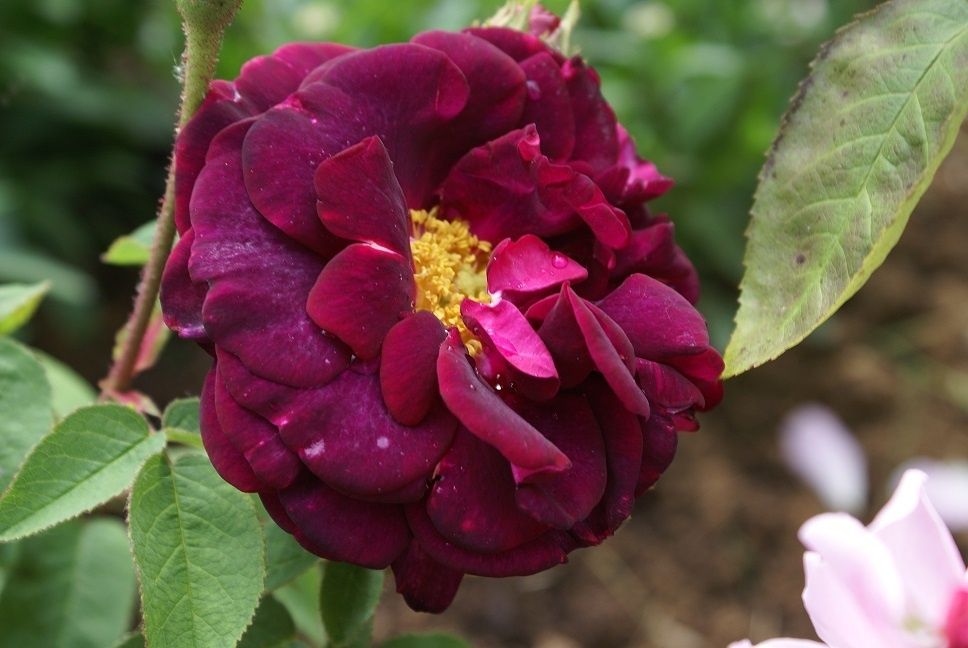 Mes roses pourpres - Le blog de Rosacorleone