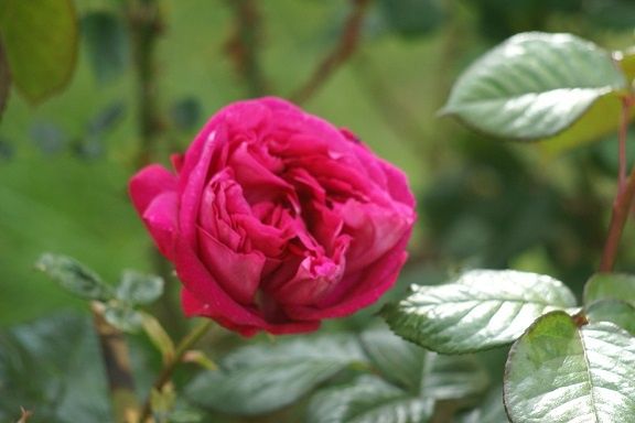 Une rose, un jour : Chartreuse de Parme - Le blog de Rosacorleone