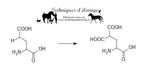 L’ostéocalcine et la vitamine K : un beau mariage ! (Partie 2 ...