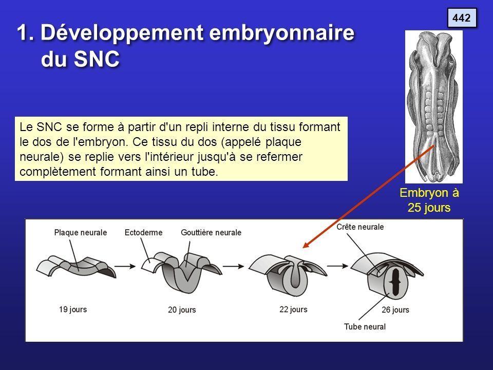 Petite chronique scientifique : "L'organisation des bilatériens ...