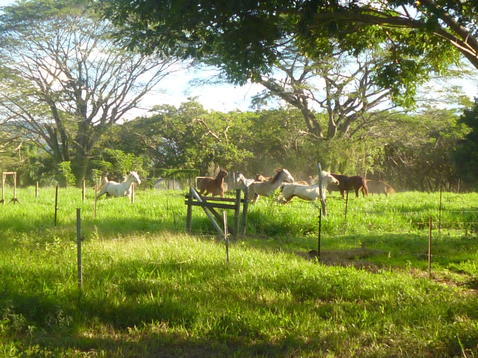 L'équitation au Ranch de Tia - Internat d'excellence Lafoa