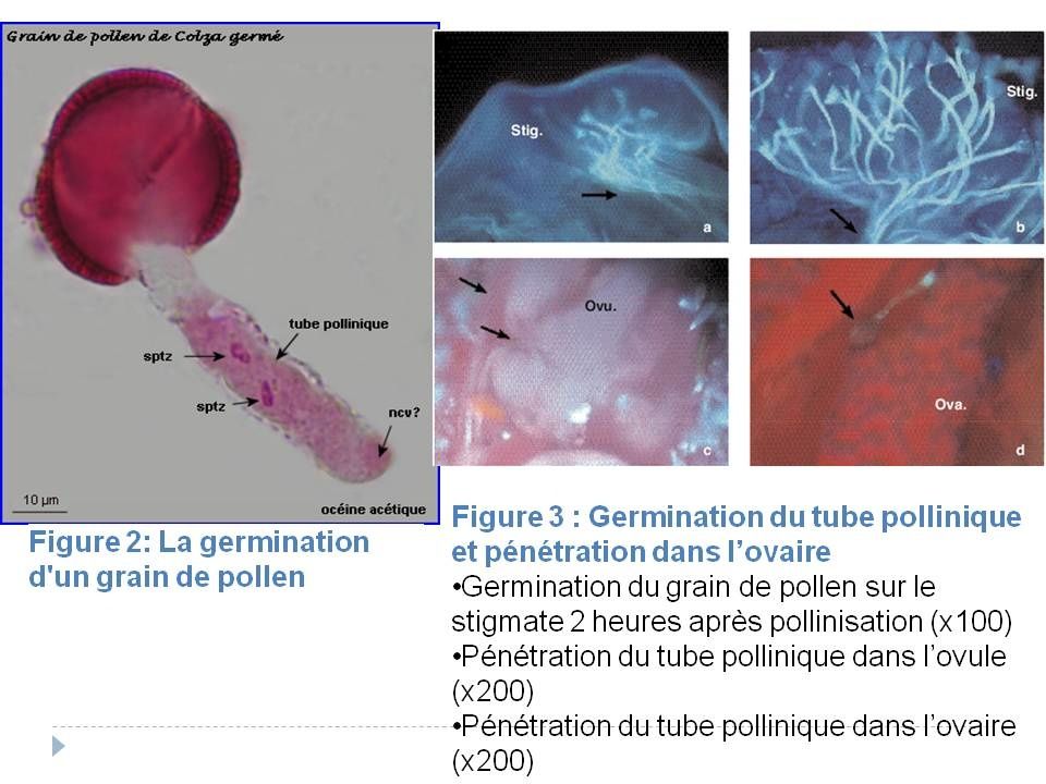 Leçon 7 : La reproduction sexuée selon les milieux de vie - Cours de ...