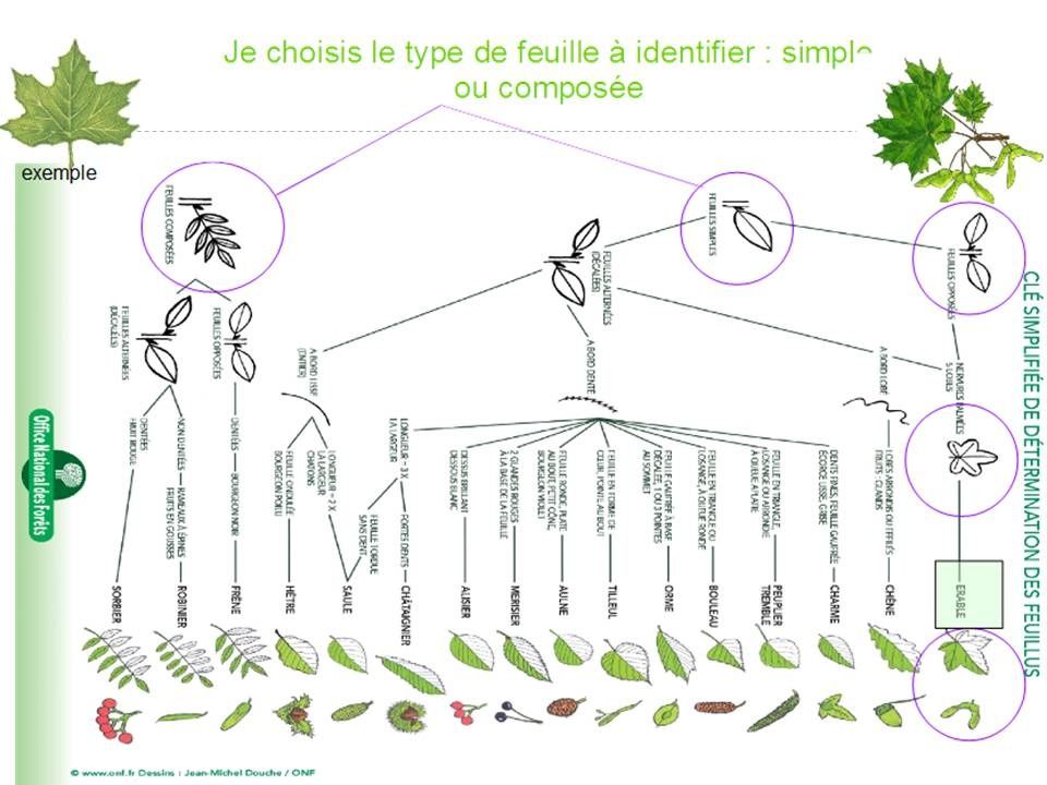 fiche identification des végétaux - Cours de SVT en ligne niveau Collège