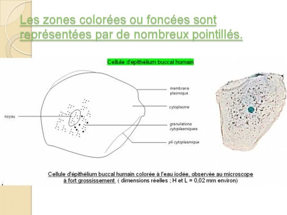 Dessin d'observation de cellules buccales - Cours de SVT en ligne ...